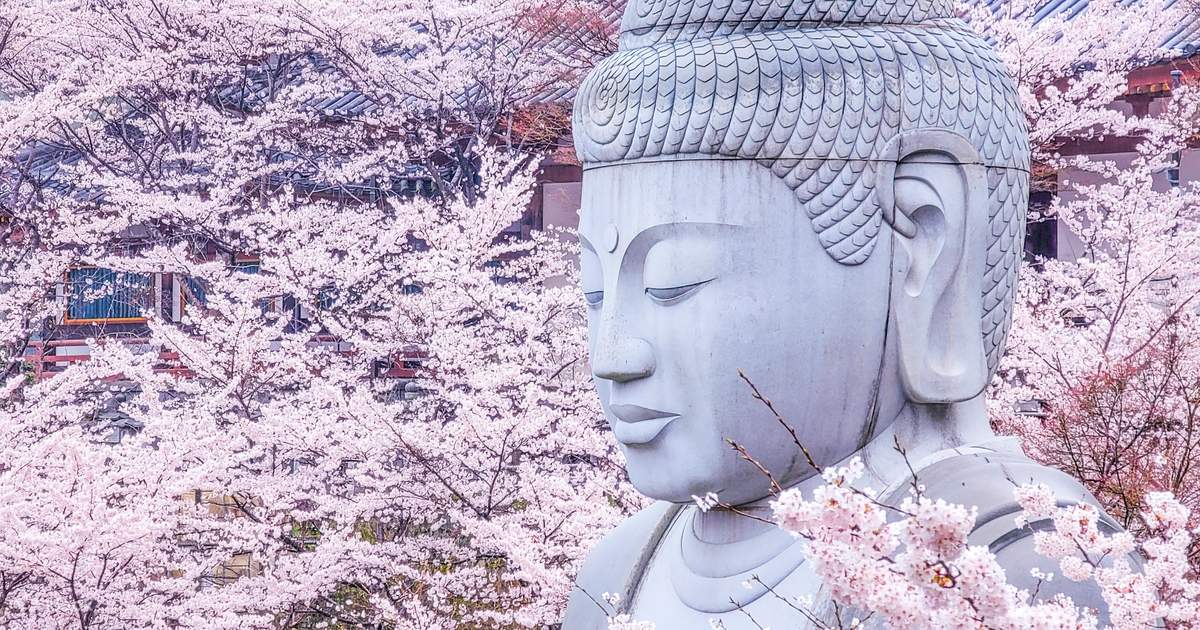 츠보사카데라 절 요시노산 딸기 따기 조인 일일 버스 투어 나라 출발 클룩 Klook 한국
